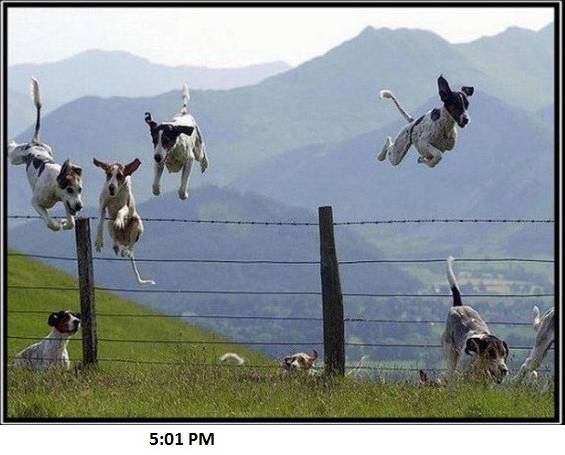 Java mon amour: If dogs worked in the office...