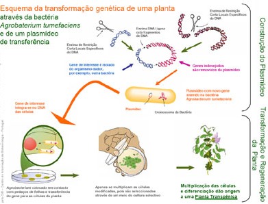 Vida hoje, e amanhã?: Exploração das potencialidades da biosfera