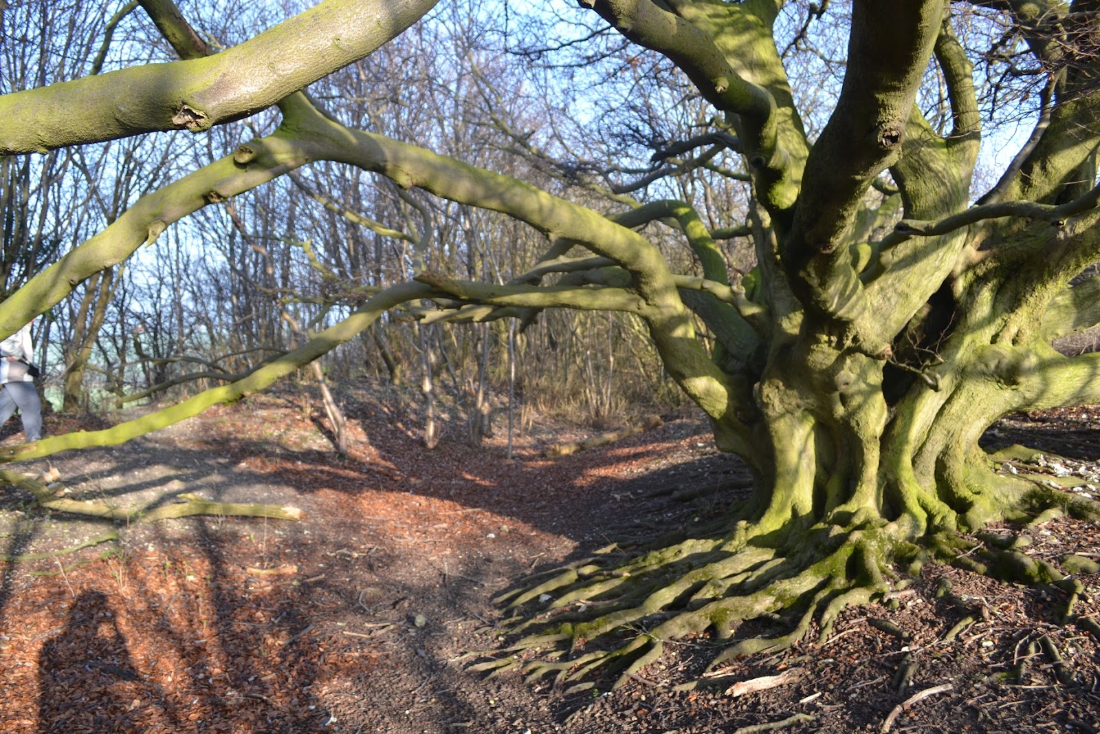 Walks among Flowers: Oxfordshire: Ewelme to Maidensgrove: Ancient ...
