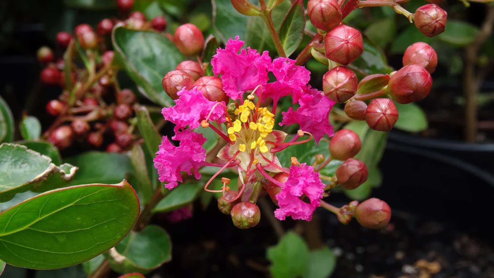MAP: MELBOURNE STREET TREES 62 - CREPE MYRTLE