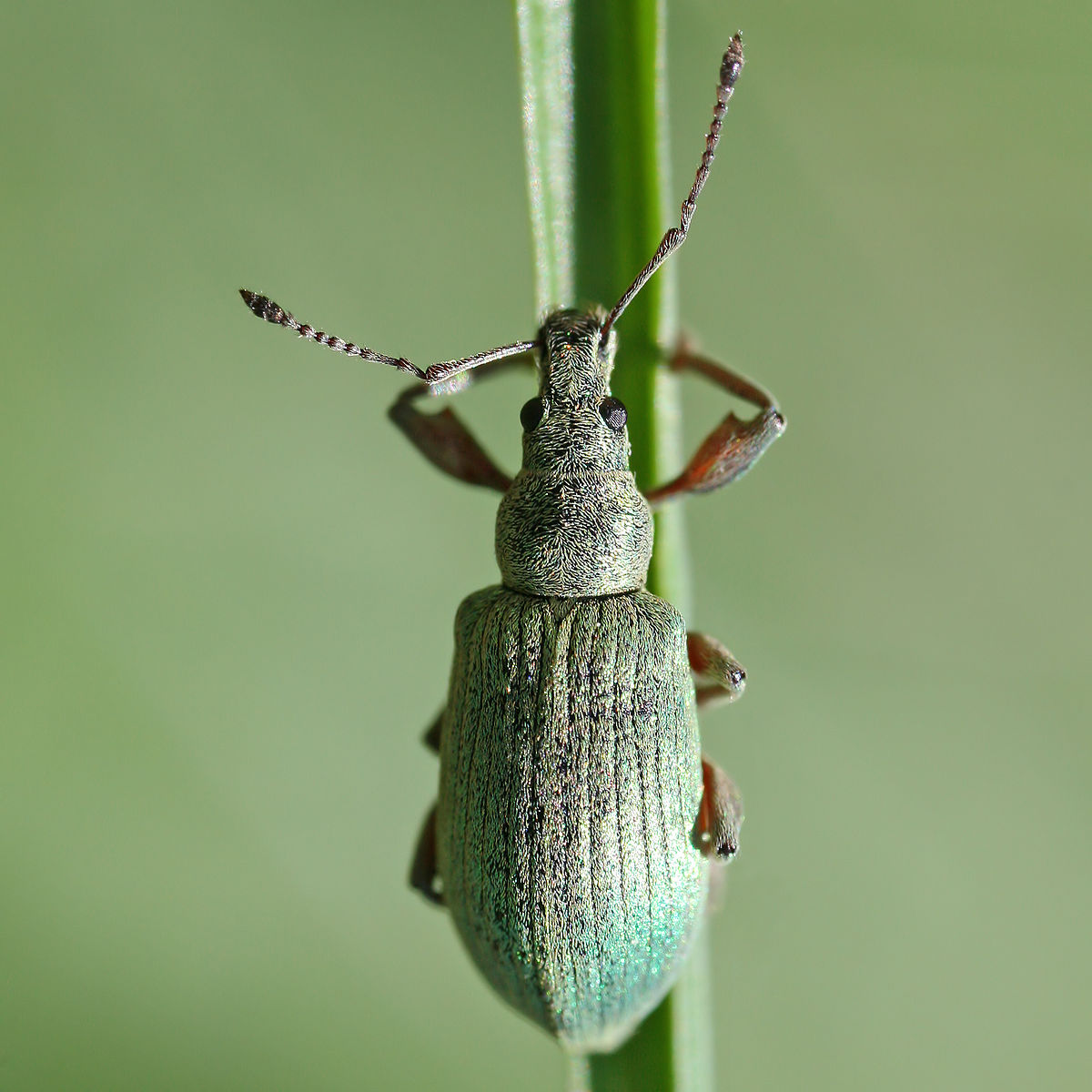 INSECTOS DE P.R. In Memoriam Dr Luis F Martorell y Dr Alain Liogier ,DR ...