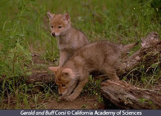 Ecologia y medio ambiente : El chaparral