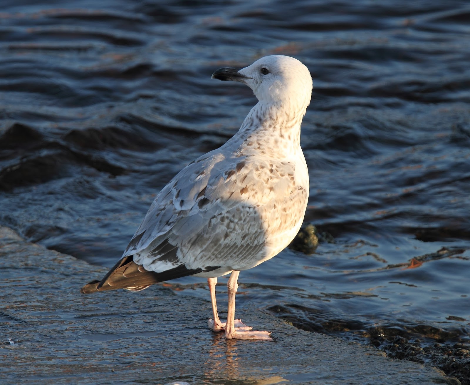 TT's Birding Blog: Caspian Gull