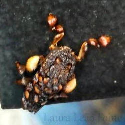 Insetologia - Identificação de insetos: Mariposa Phobetron no Rio de ...