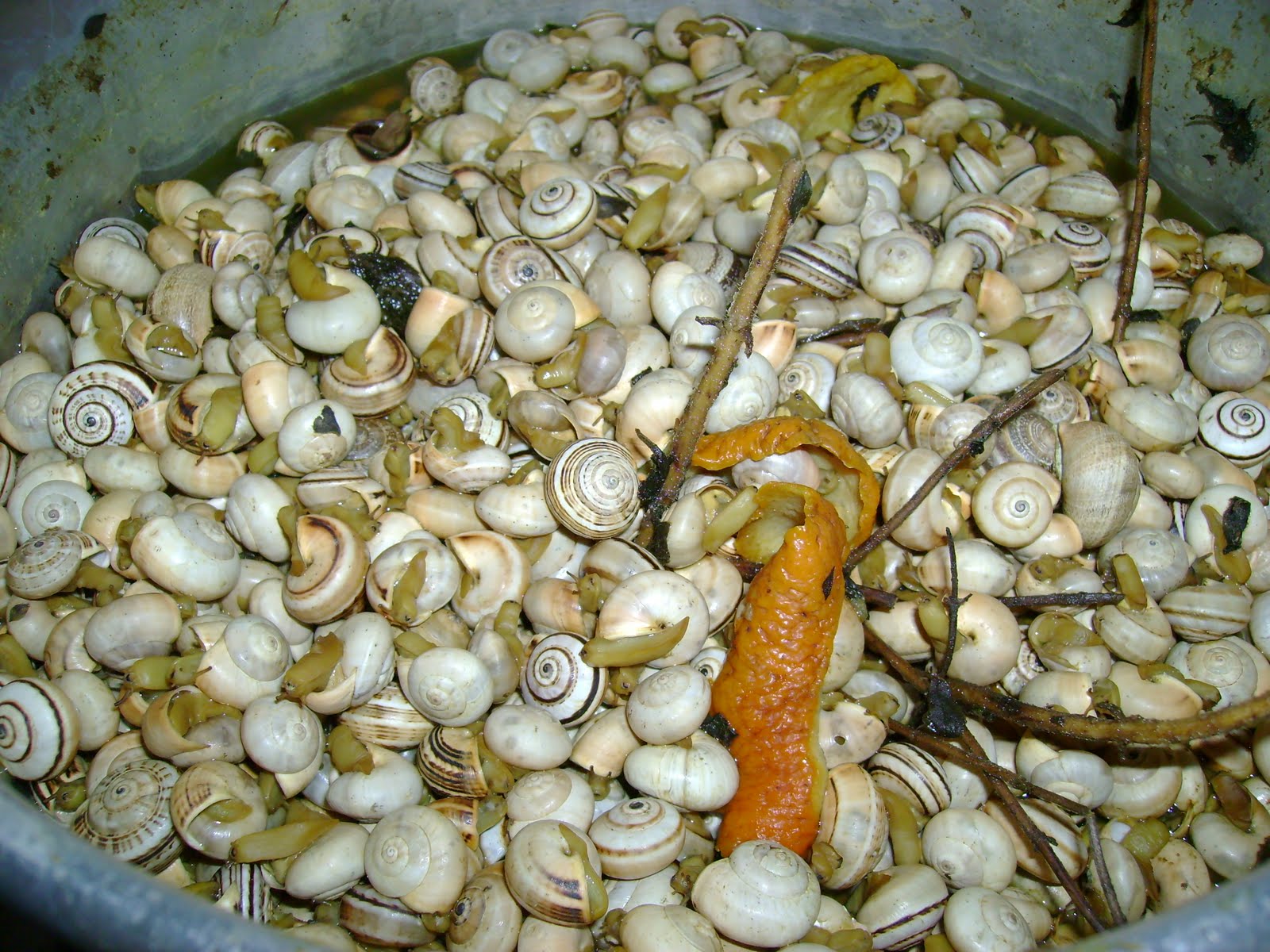 Receitas de Portugal: Caracóis (receita do Algarve)