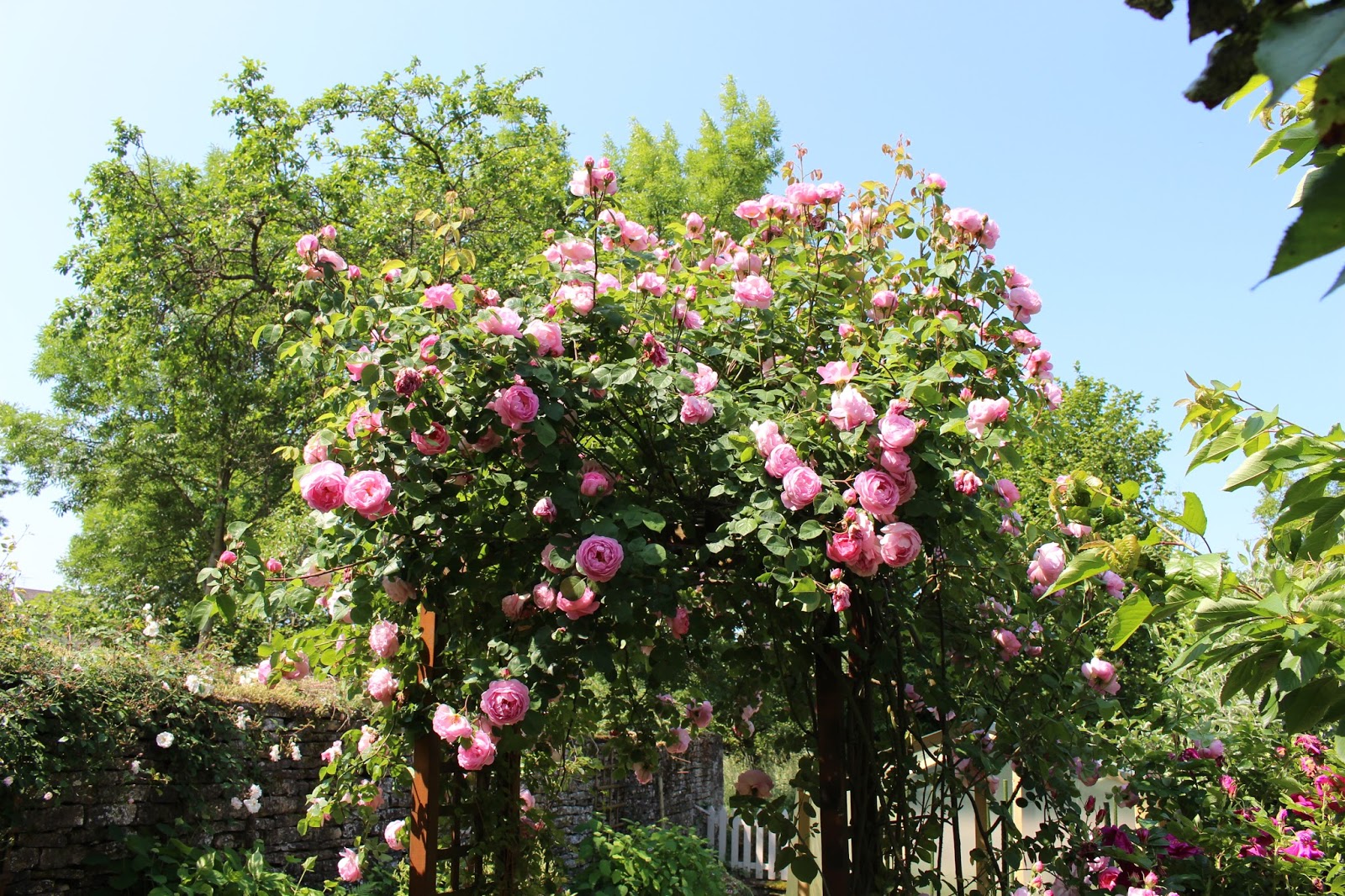 Notre jardin secret.: L'allée des roses