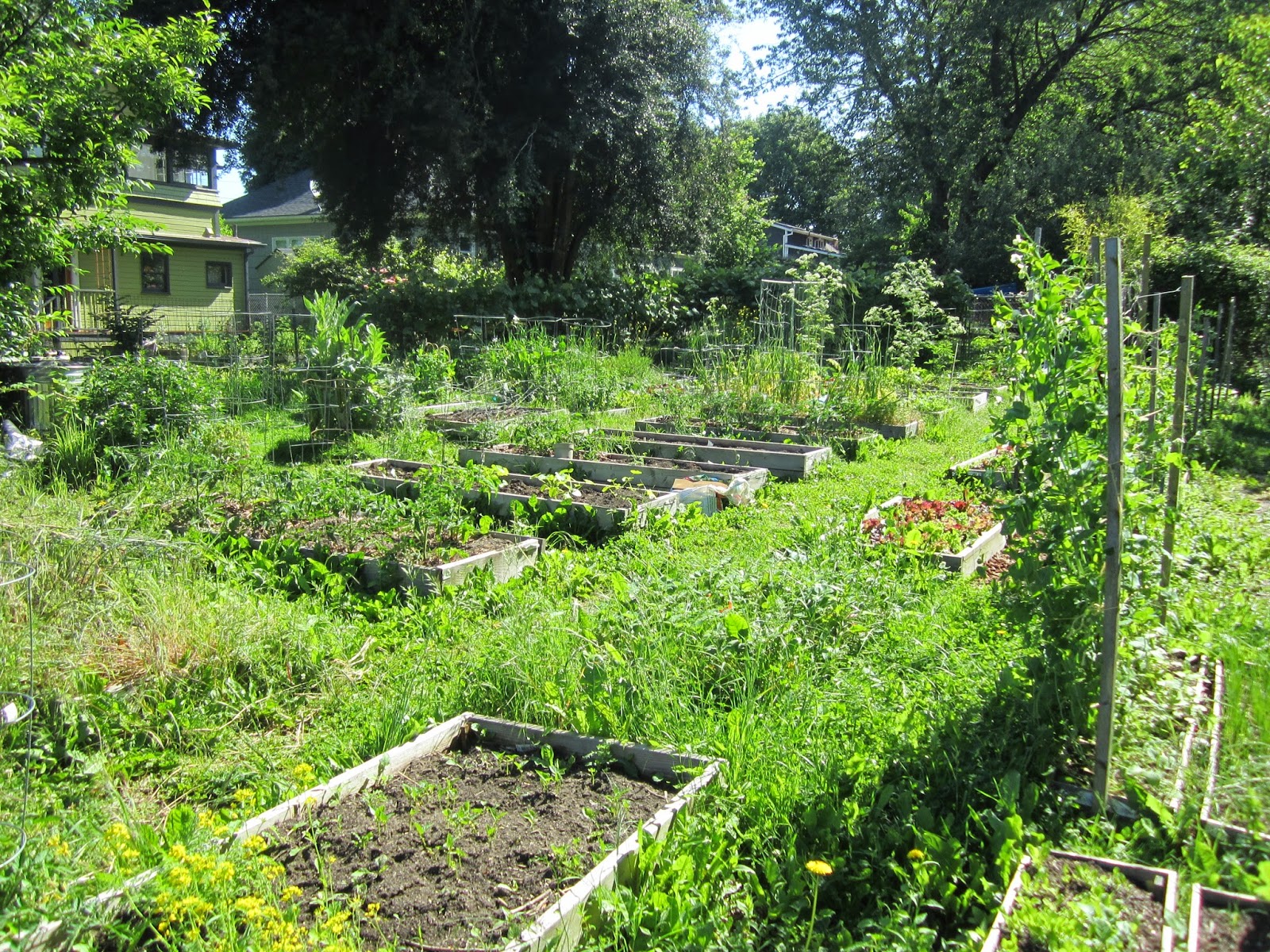 Sprouts: Early June at the Community Garden-OR