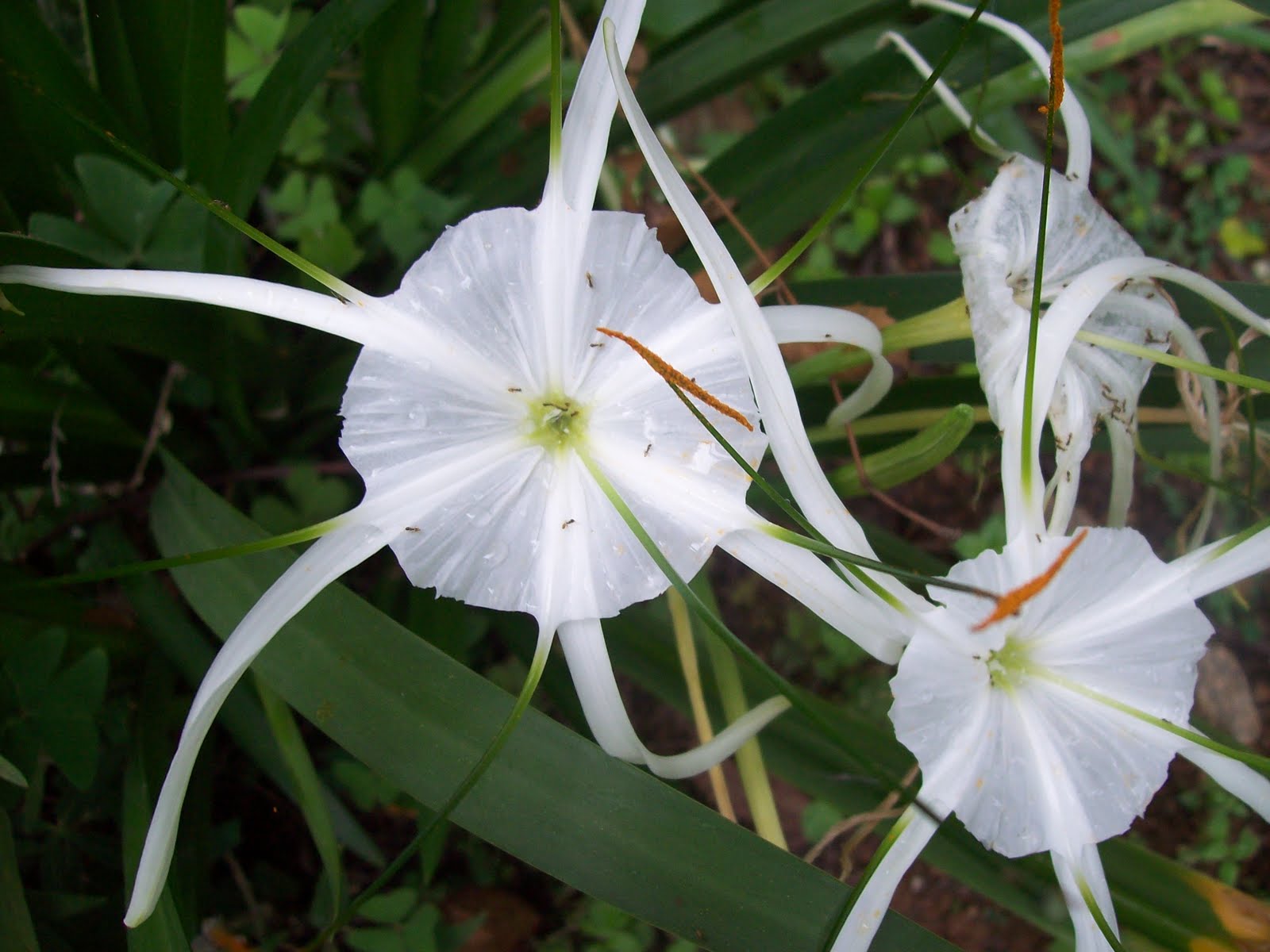 gardentropics: Today's Flowers- Tropical Lilies