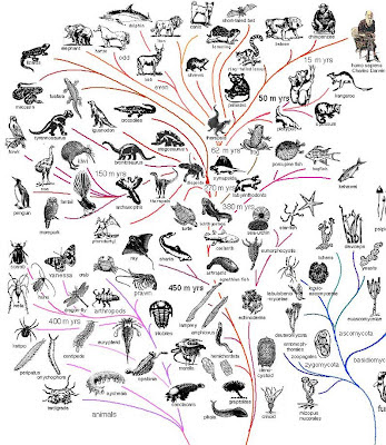 Evolución De Los Animales Timeline