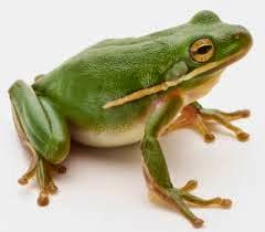 Biomimicry of Frogs - A Study of Nature's Best Ideas