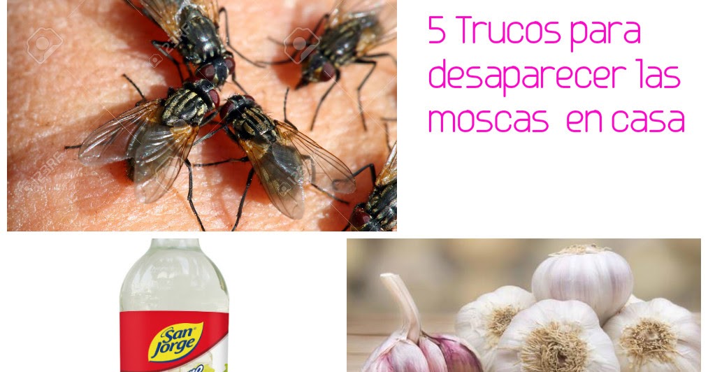 5 Trucos para eliminar o espantar las moscas en casa ~ cositasconmesh