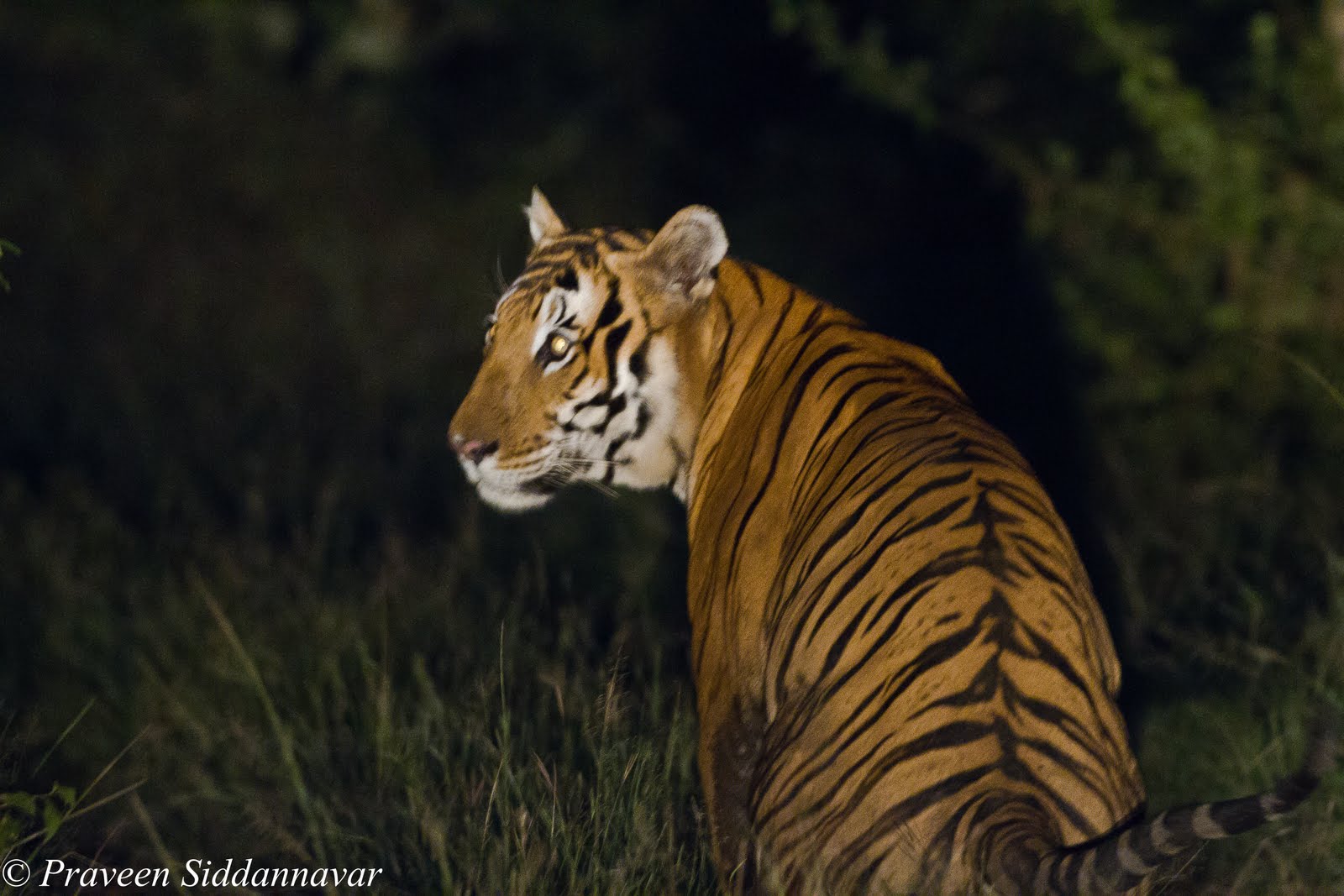 Praveen Siddannavar's Blog: A Tiger by Night!