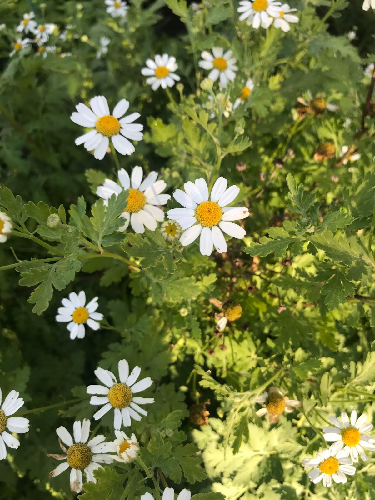 On Discovering A Garden: Gopher Resistant Plants