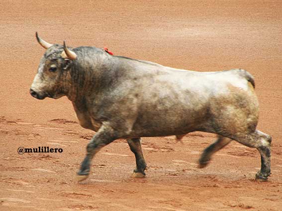 Blog de Mulillero: Corrida de Toros, Adolfo Martín (Santander, 30-7-16)