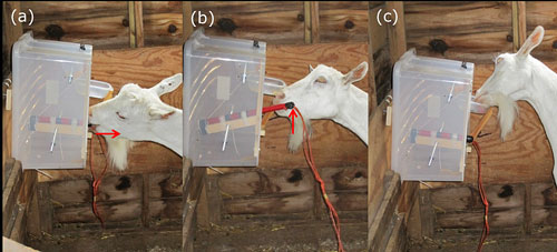 Retired--Now What?: Looking at Goats