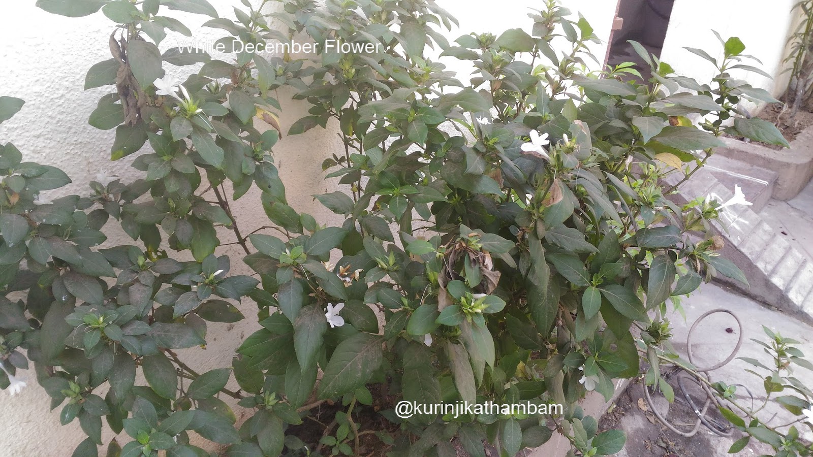 Flowers from My Cam: 28. December Poo / Barleria Cristata ~ Kurinji ...