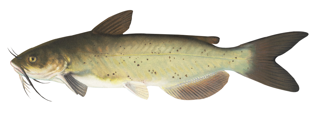 A Arte da Pesca: Bagre