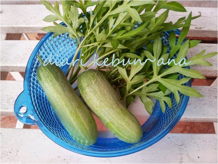 diari kebun~@na: Cara mudah tanam timun mini...