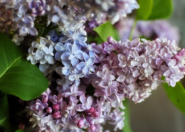 VW Garden: The Sad Tale of the Lilac Bouquets