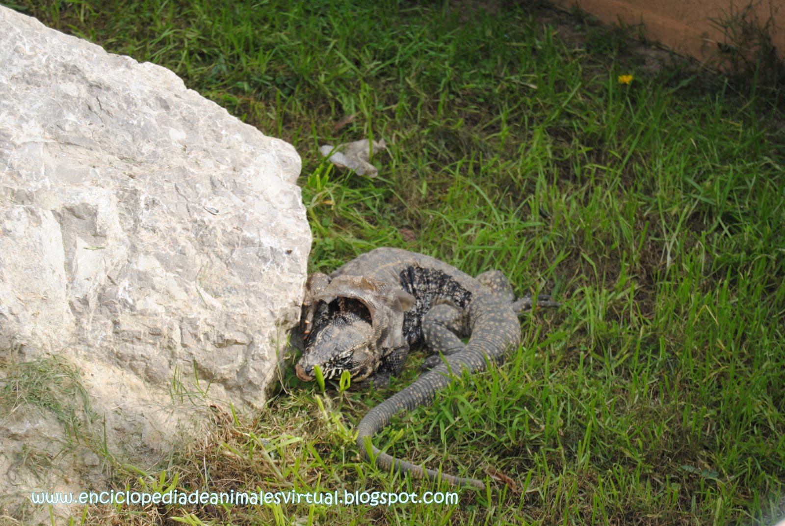 Fichas de Animales: Tejú