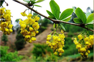 KOTLI SATTIAN: BERBERIS ARISTATA (HIMALAYAN BERBERRY), (SUMBAL)