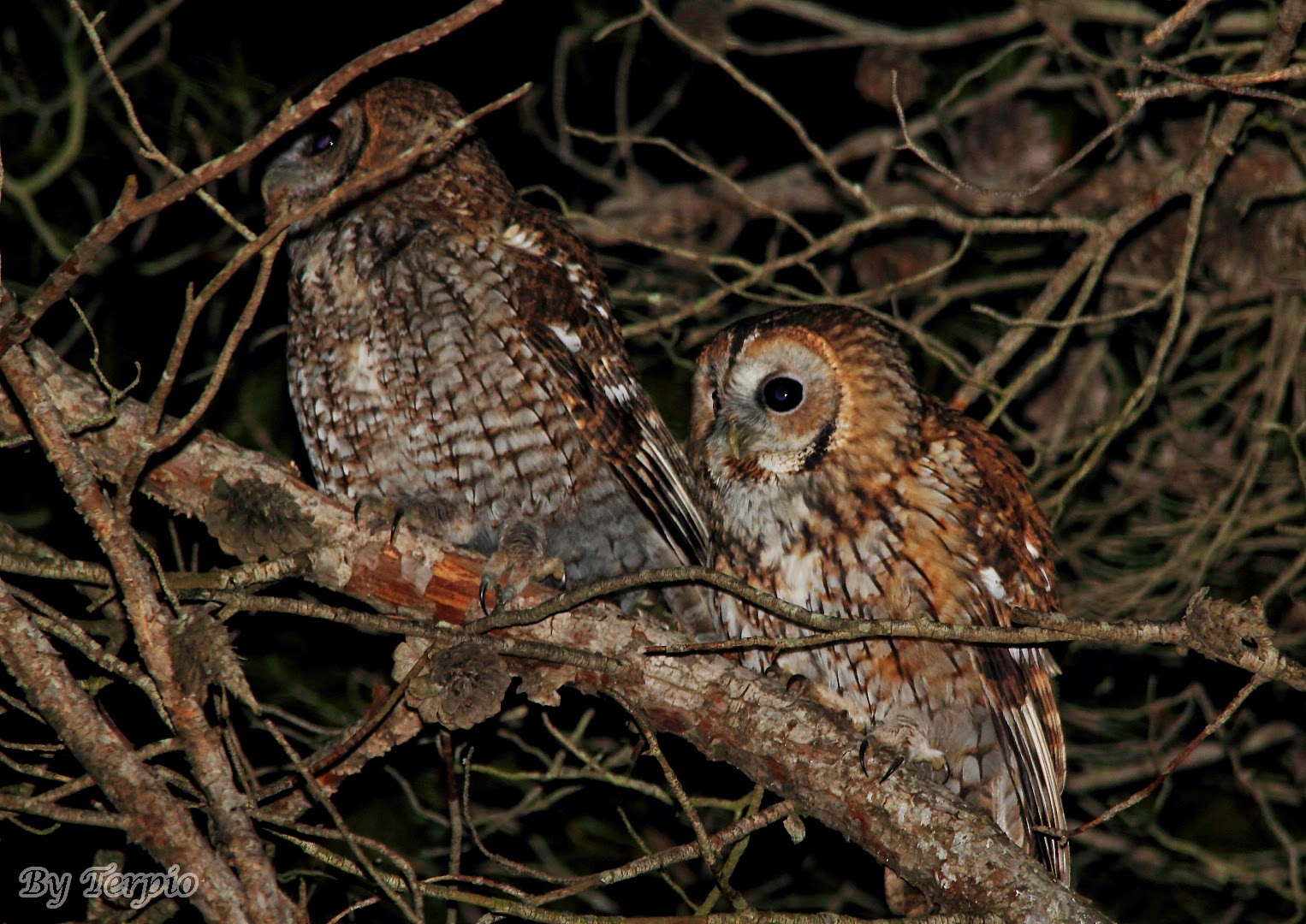 Viajes, Salidas, Naturaleza, (Fotografía).: Cárabo Común (Strix Aluco).