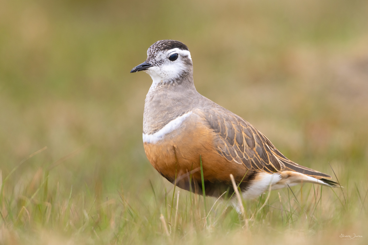 Ceredigion Birds: Dotterel