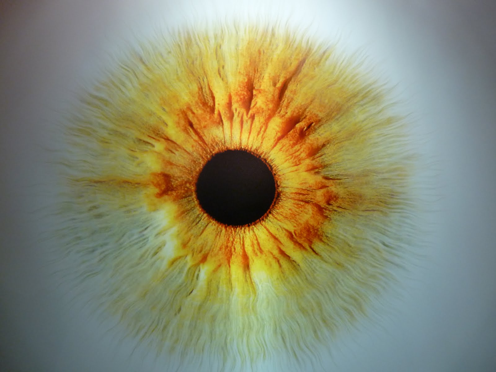 eastcoastlife: Mr Lee Kuan Yew's Eye Image, Eyes That Tell Stories