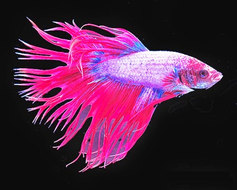 BETTA FISH photos - wallpapers (ανανεωμένο) | the fun bank