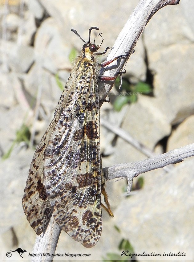 WILDLIFE GATEWAY: Le Fourmilion géant, mâle