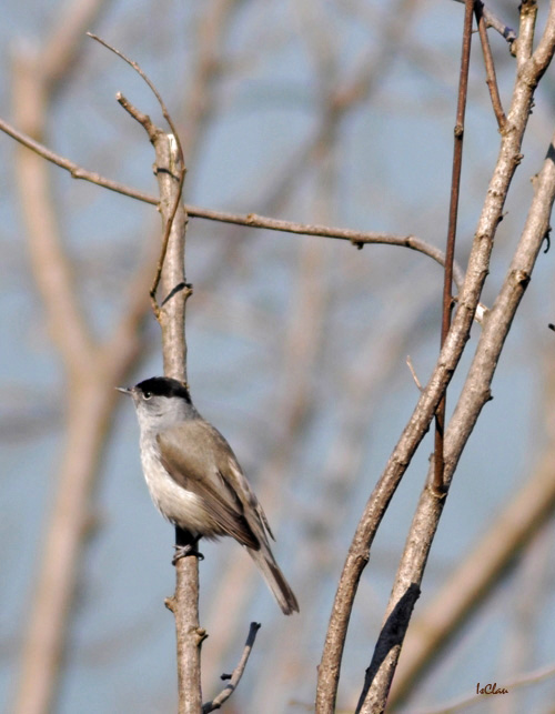 In linii mari: Pasari