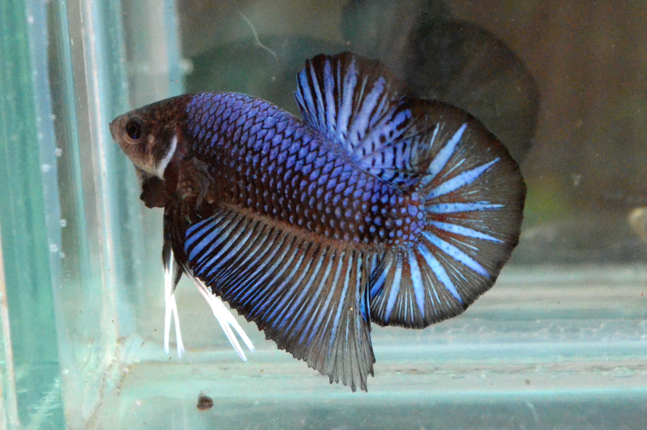 HMPK139 - Blue Dragel Plakat ! ~ Betta 138