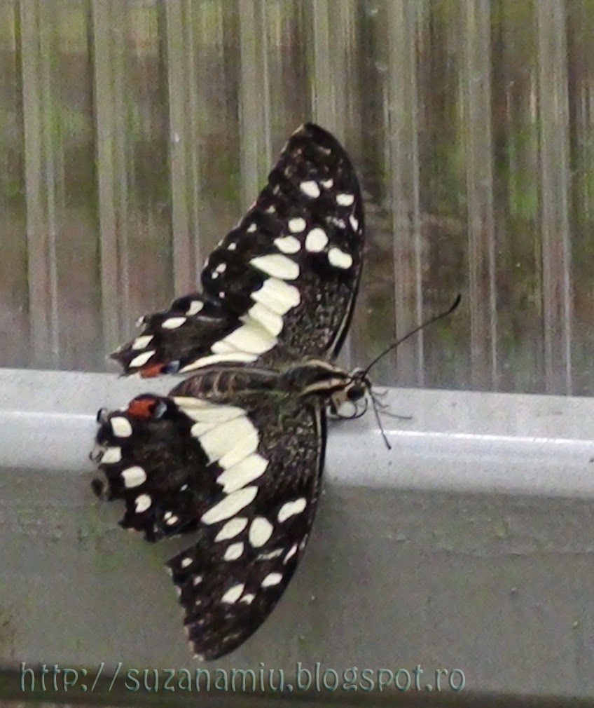 Floare de Colt : Expozitie de fluturi vii