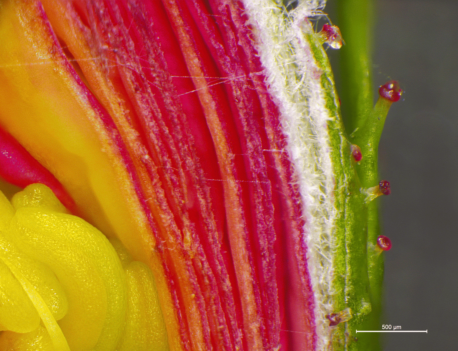 Scanning Electron Microscope Blog: Roses - More Beautiful Up Close