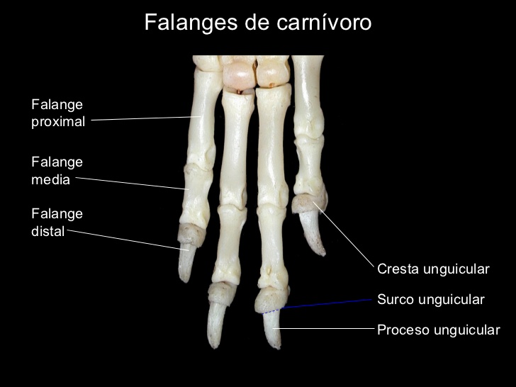 Osteologia canina: Miembro Pelviano