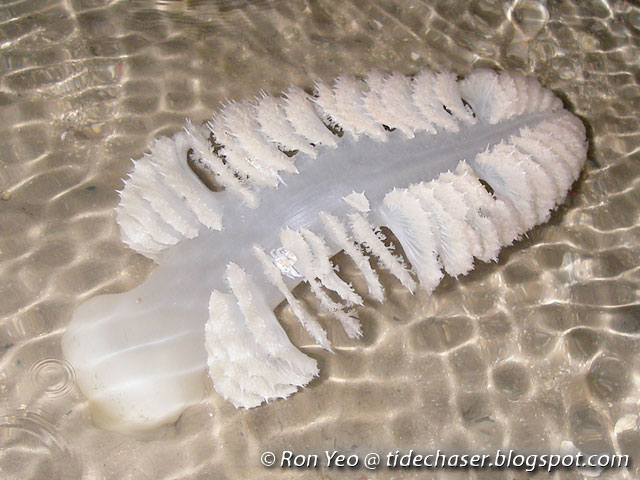 tHE tiDE cHAsER: Sea Pens (Phylum Cnidaria: Order Pennatulacea) of ...