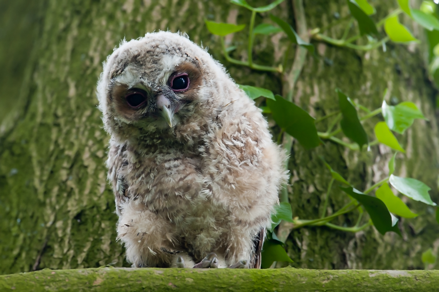 Beelden uit de natuur: Bosuil