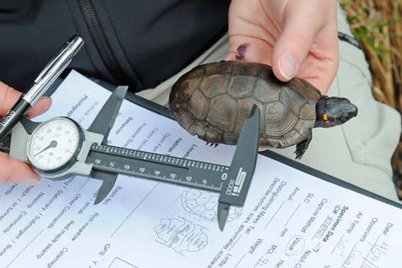 Endangered Bog Turtle Lecture Friday - - The Adirondack Almanack