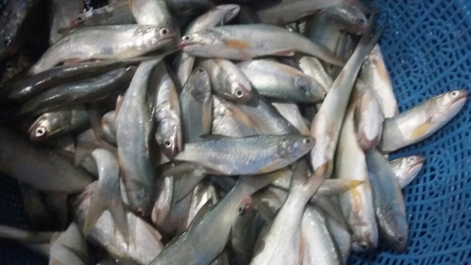 Seafood frozen segar ikan laut - Jual ikan laut beku - fresh - Ikan ...