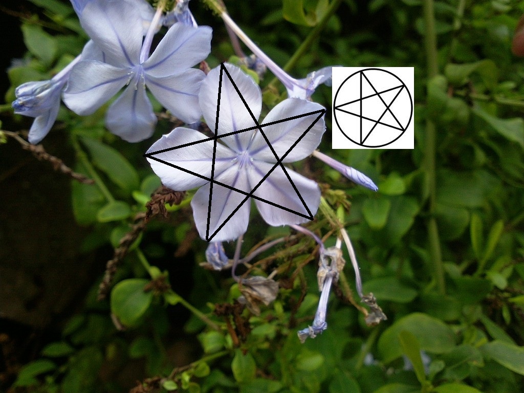 Misteris de la natura: el nombre d'or i les plantes: Plantes amb flor ...