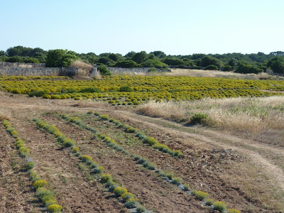 AROMAMIL.LA, camamil.la de Menorca: COLLITA 2013