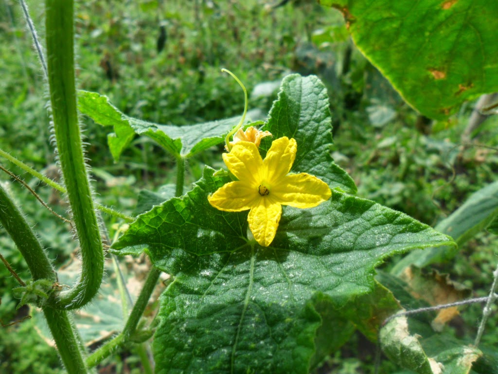 HIBRIDACIÓN EN PLANTAS DE PEPINO (Cucumis sativus L.) : MORFOLOGIA DE ...