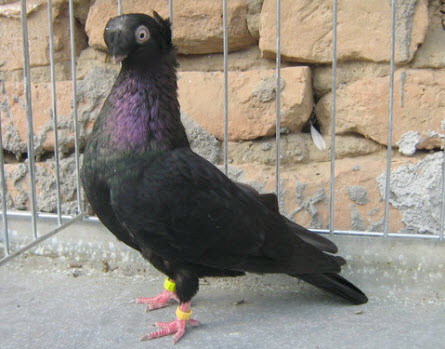 Jucător dublu-moţat de Ardeal | Rase-de-Porumbei-ro