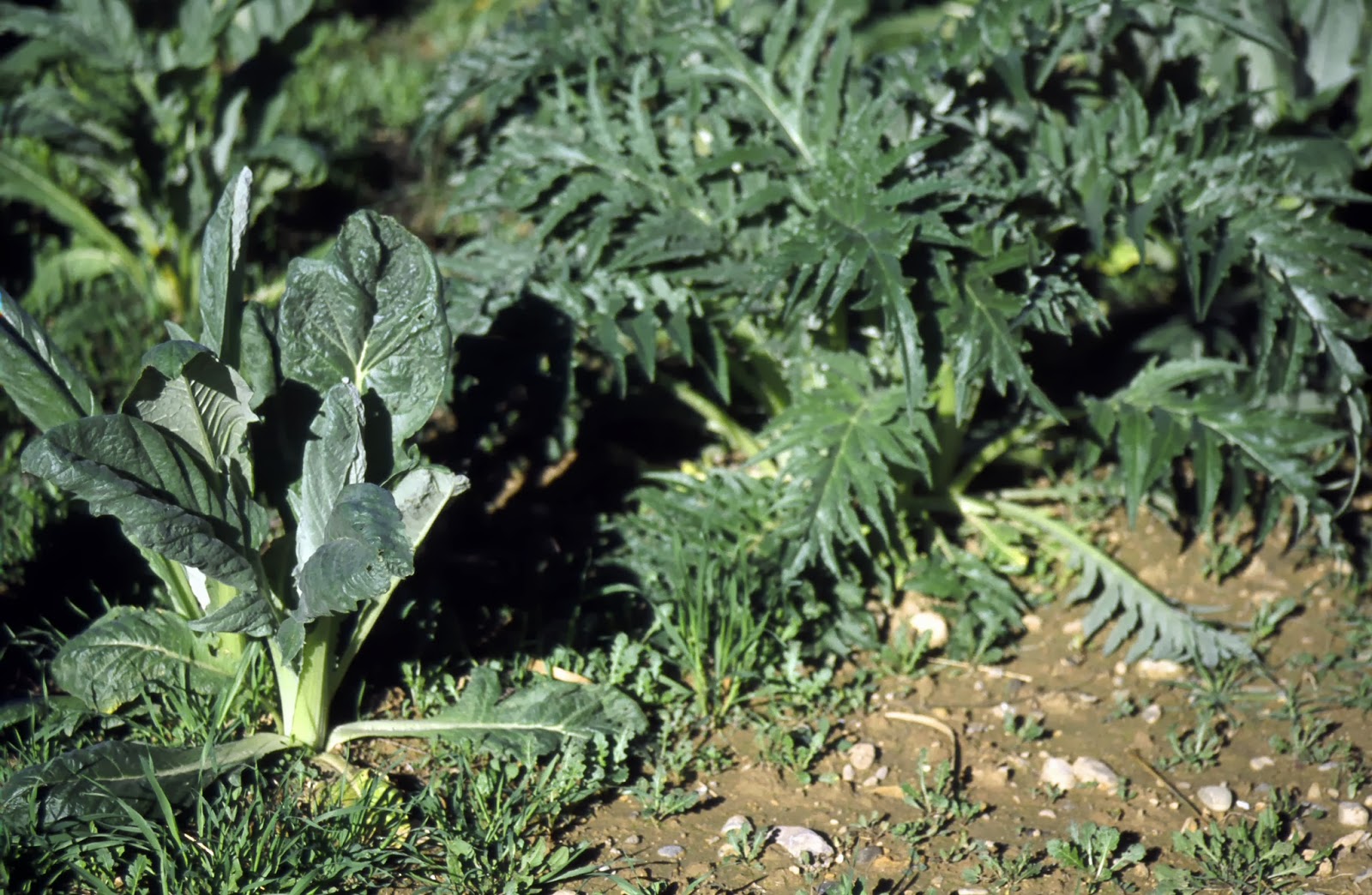 VIVA LA HORTICULTURA: EL CARDO