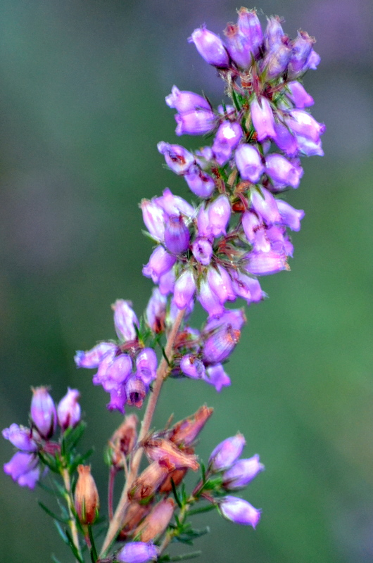 EN EL MONCAYO: Brecina (Erica terminalis)