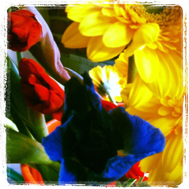 What Is The Meaning Of Plant Kiss at Thomas Reiser blog