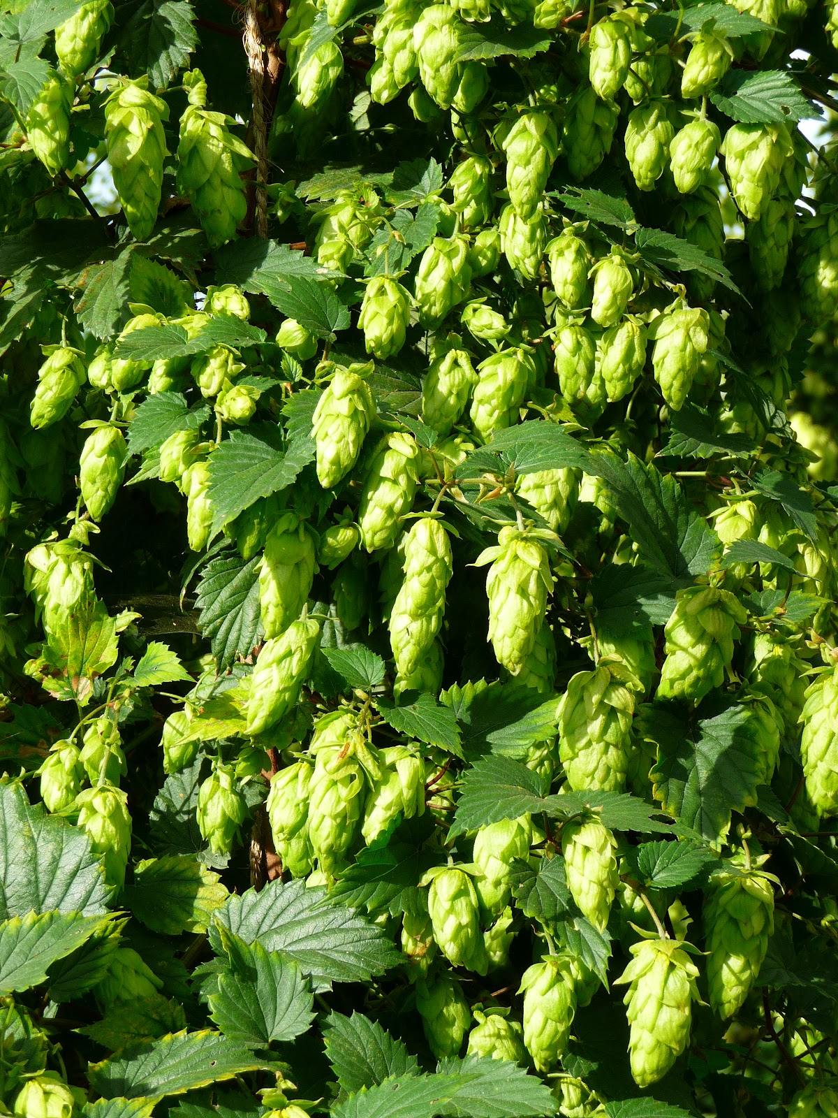 Ed's Beer Site: How to breed new hop varieties