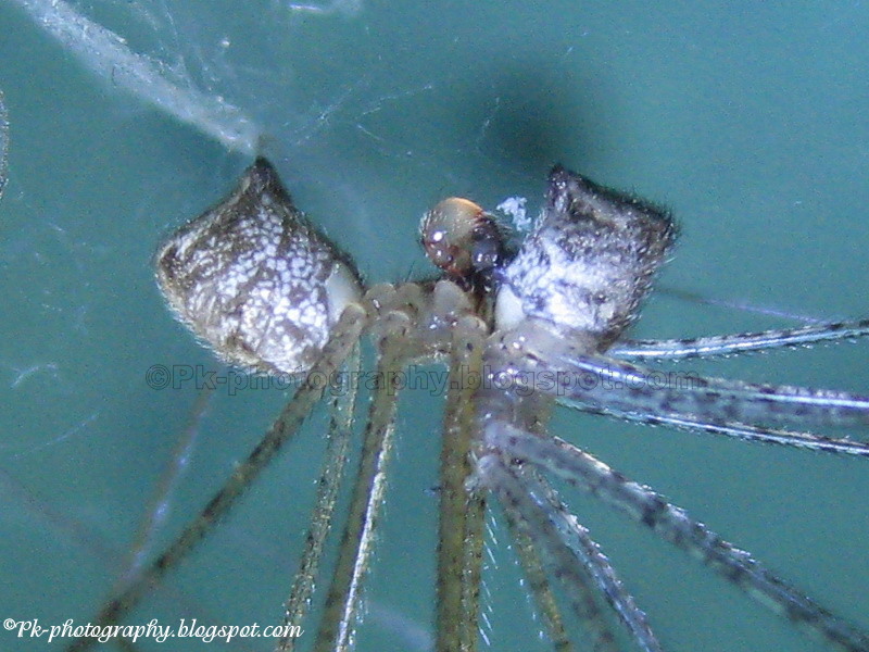 Spiders Mating | Nature, Cultural, and Travel Photography Blog