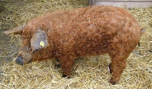 Pix Grove: Hungarian Curly Hair Pig Mangalitsa