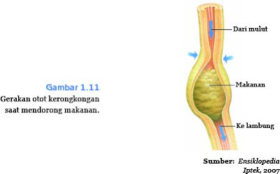 Info dan Ilmu NET: Biologi SMP 8 - Organ Sistem Pencernaan